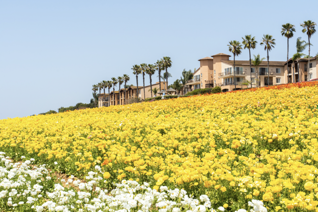 Carlsbad Flower Fields: FAQ Guide for Visitors